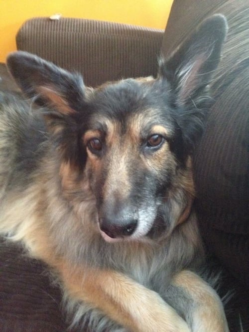 Should You Get Pet Insurance?